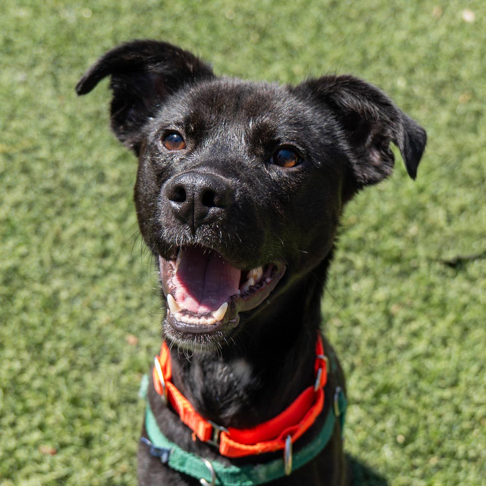 Lost or Found Pet - Maryland SPCA