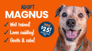 Home - Maryland SPCA